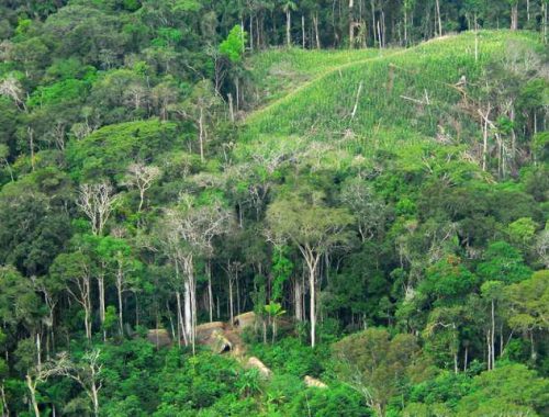 El Amazonas se quema, 9.500 focos arrasan la selva amazónica - SURFER RULE
