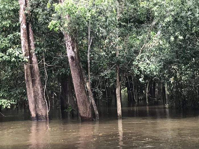 El Amazonas se quema, 9.500 focos arrasan la selva amazónica - SURFER RULE